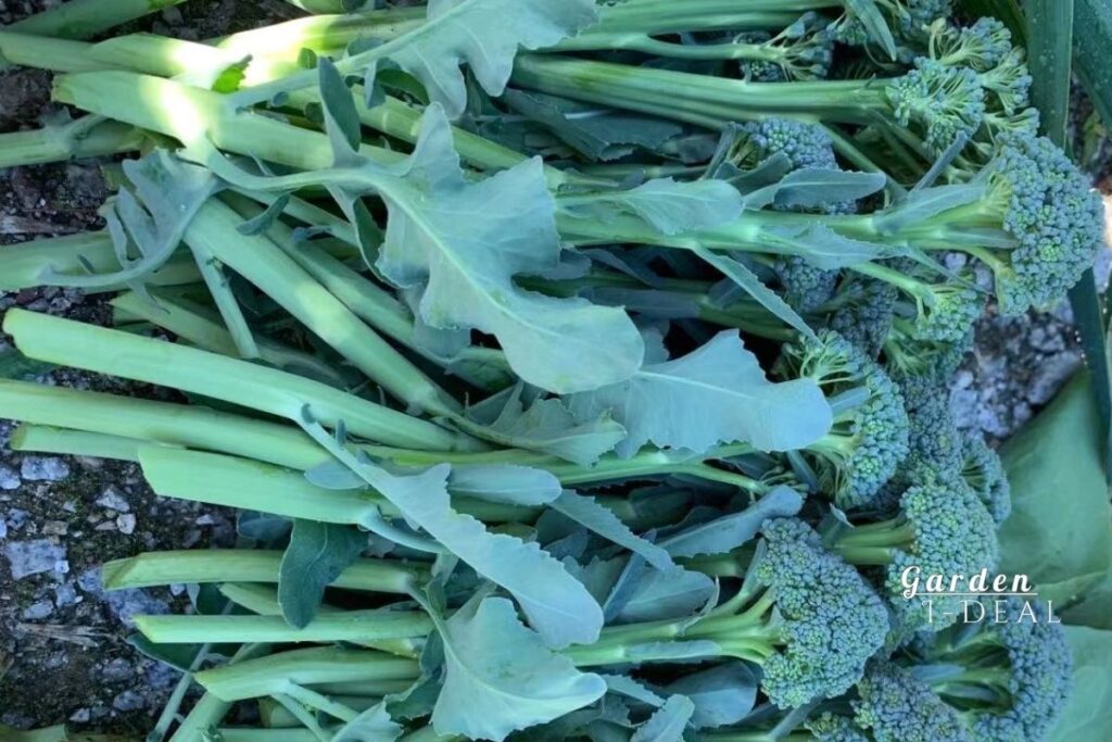 小西兰花 (Broccolini) 介绍 – garden ideal