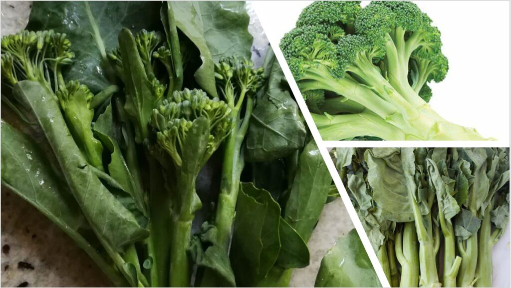 小西兰花 (Broccolini) 介绍 – garden ideal